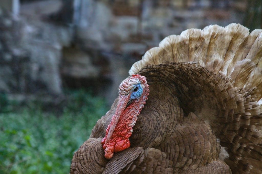 Krzysztof Kolumb i indyki | Dlaczego indyk jest indykiem?