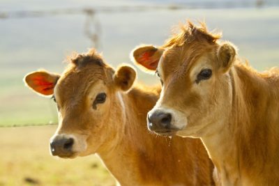 Krowa jersey – wyjątkowa rasa bydła mlecznego