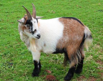 Koza miniaturka – wszystko, co warto wiedzieć